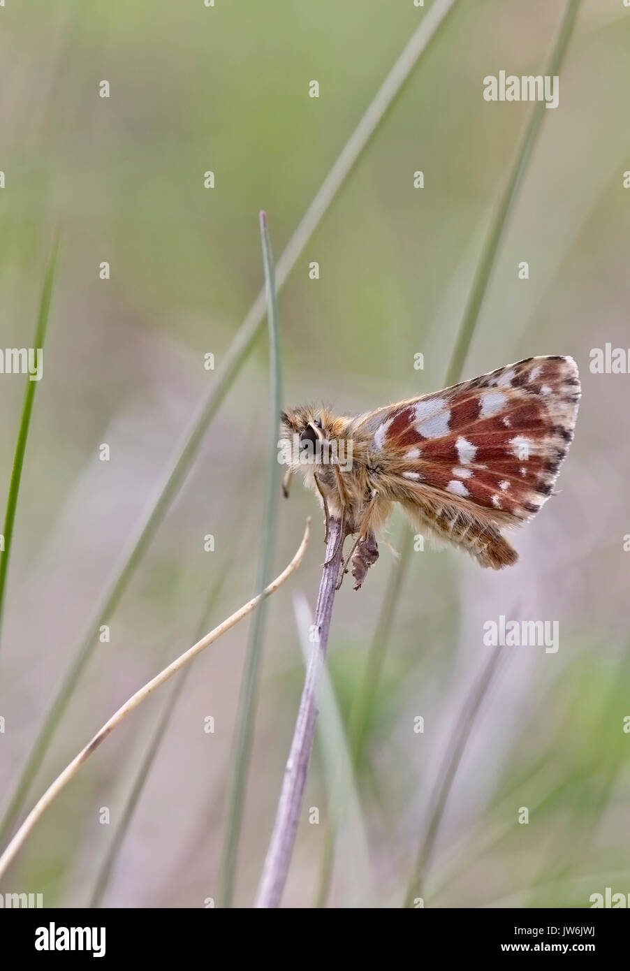 Underwing detail hi-res stock photography and images - Alamy