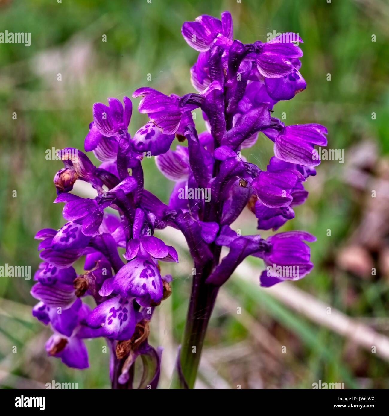 Green-winged Orchid (Orchis morio), Eifel, Germany Stock Photo - Alamy