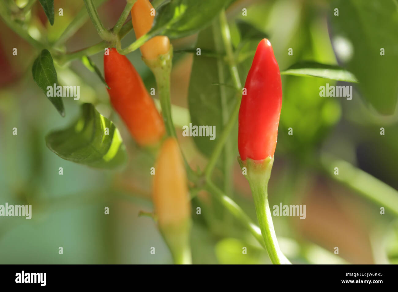 Small chili pepper Stock Photo - Alamy