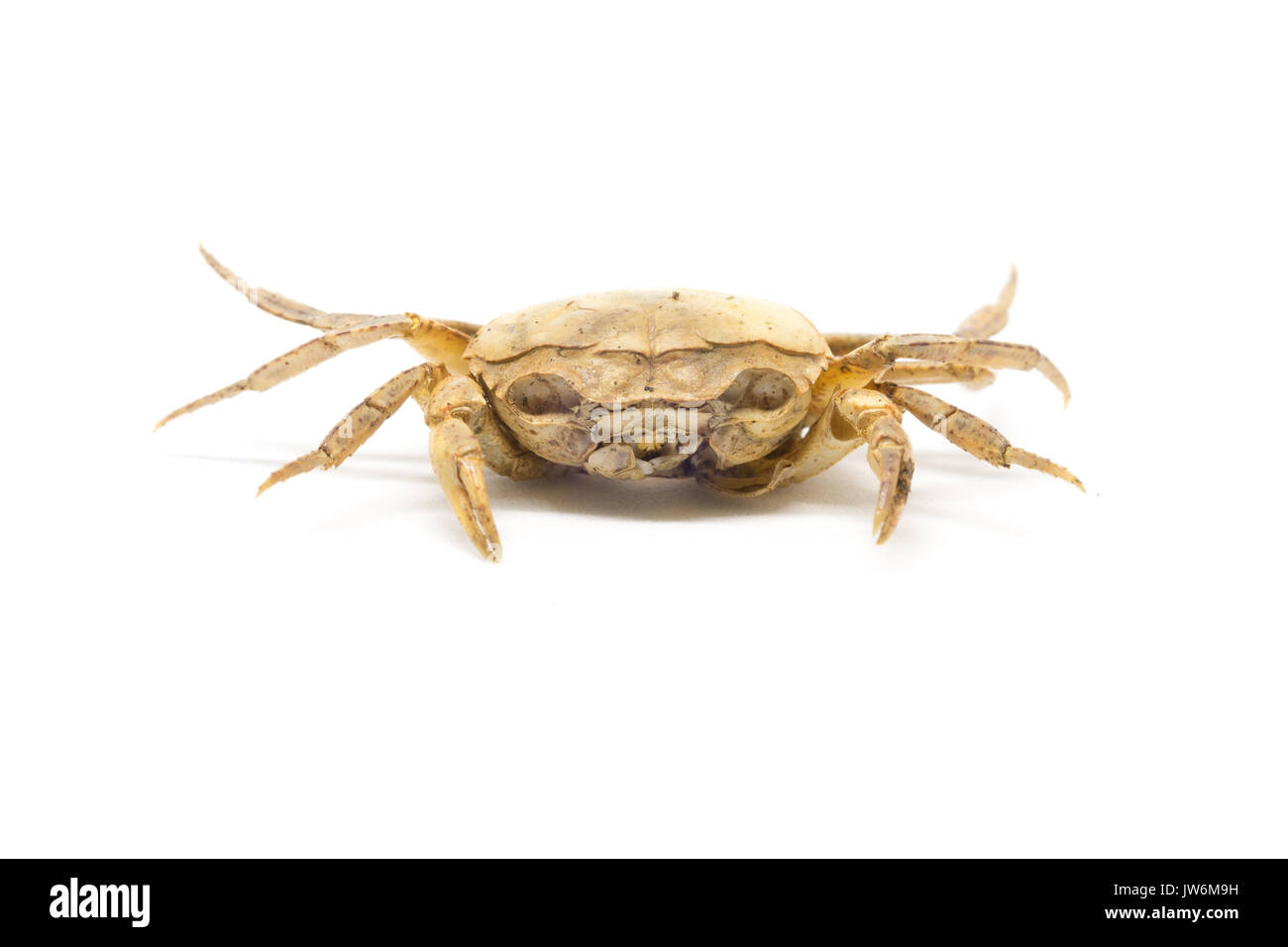 single steamed crab isolated on white background Stock Photo - Alamy
