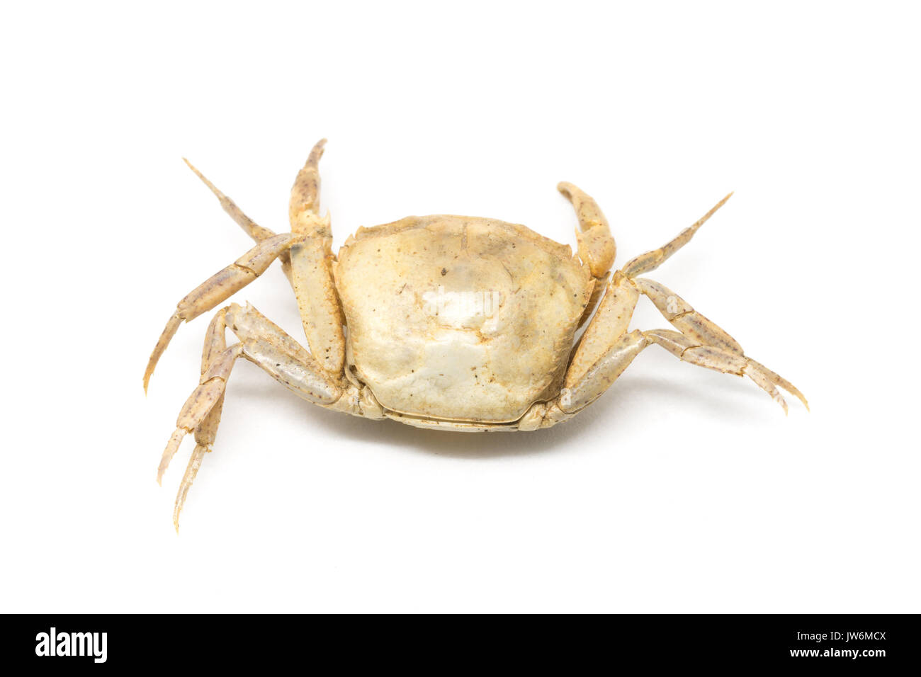 single steamed crab isolated on white background Stock Photo - Alamy