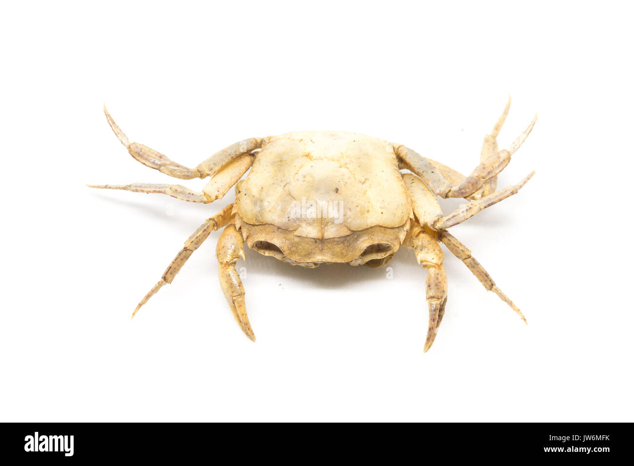 single steamed crab isolated on white background Stock Photo - Alamy