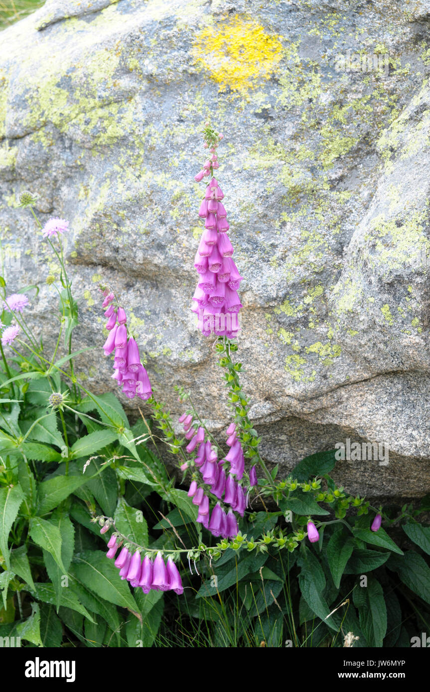 Calluna vulgaris (known as common heather, ling, or simply heather ...