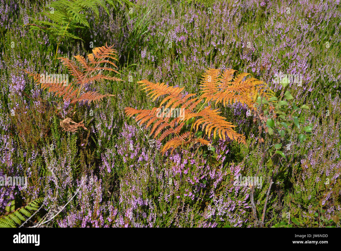 Bracken grass hi-res stock photography and images - Alamy