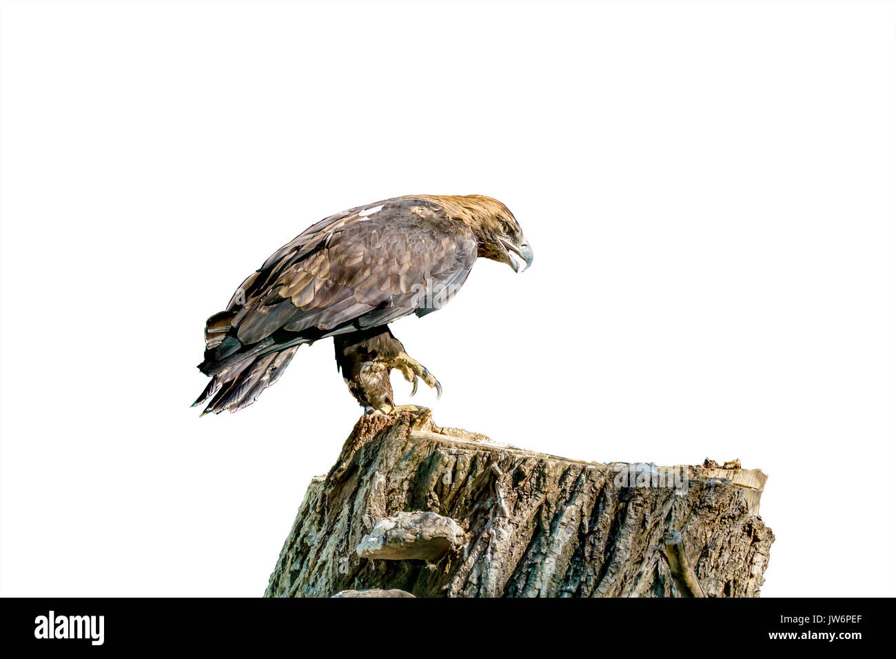 Image of a large bird of prey Stock Photo - Alamy