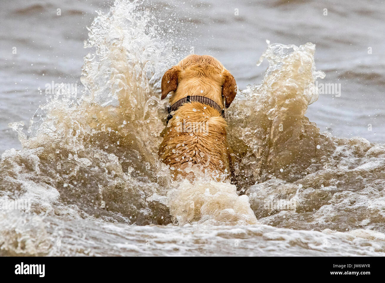 Uk animal lab hi-res stock photography and images - Alamy