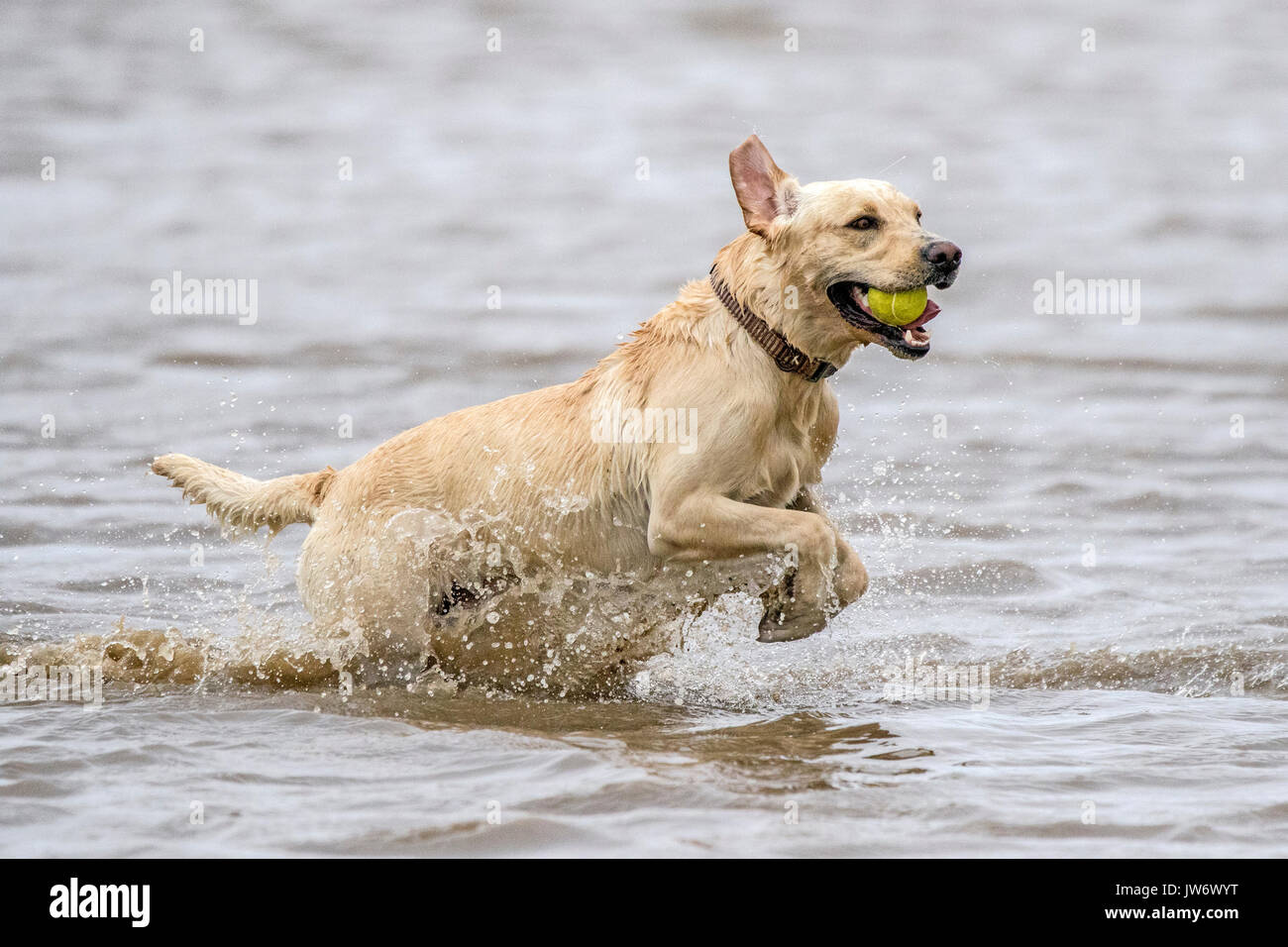 Pedigree golden labrador swimming hi-res stock photography and images ...