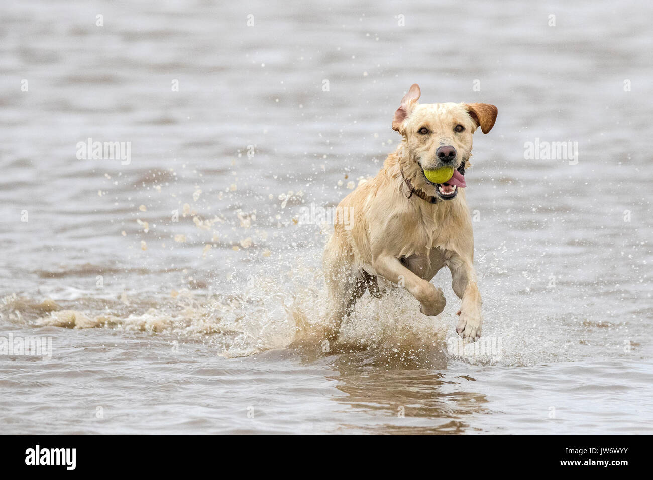 a dog dogs golden labrador swimming splash splashing sea water wet ...