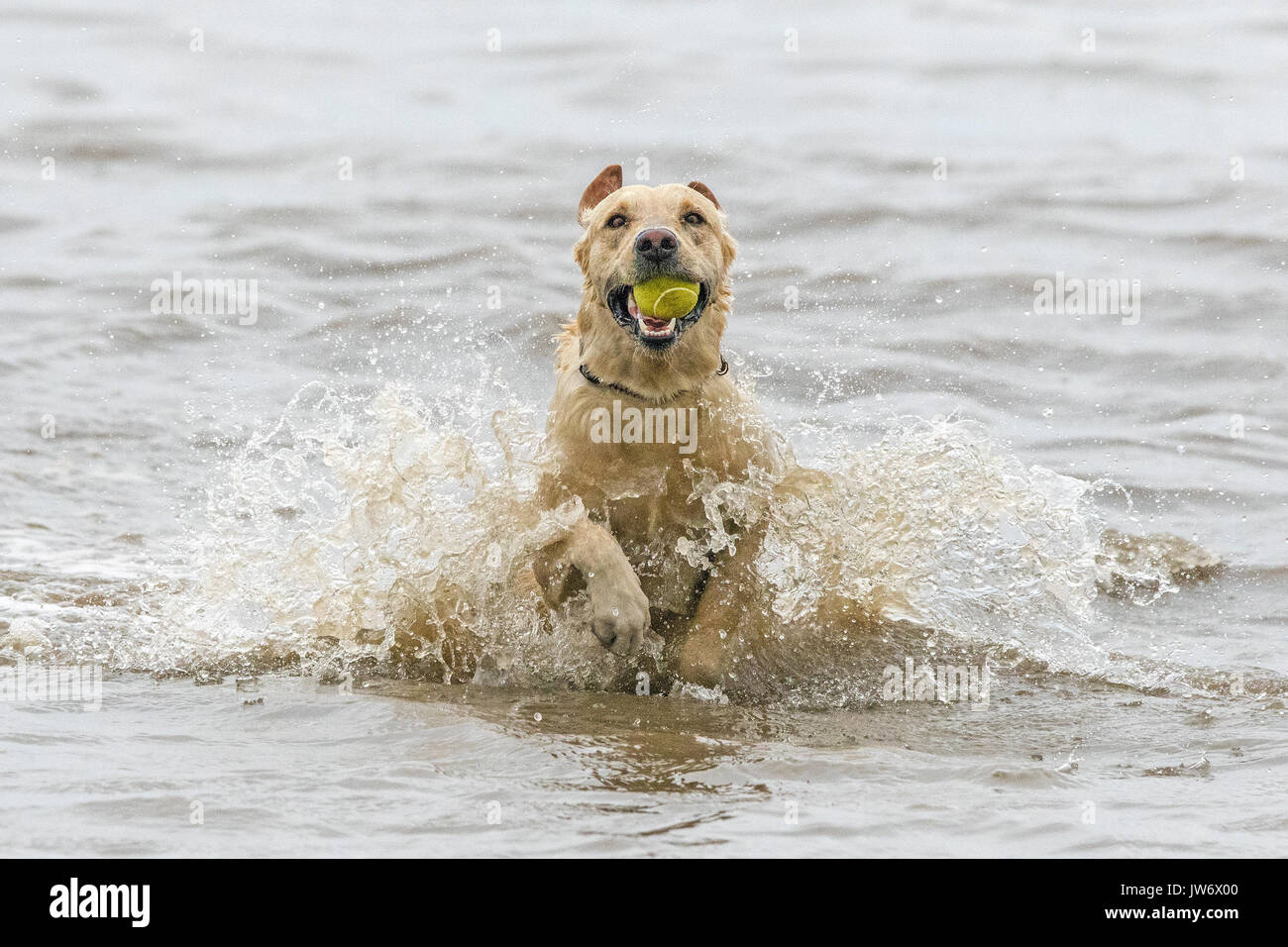 a dog dogs golden labrador swimming splash splashing sea water wet ...
