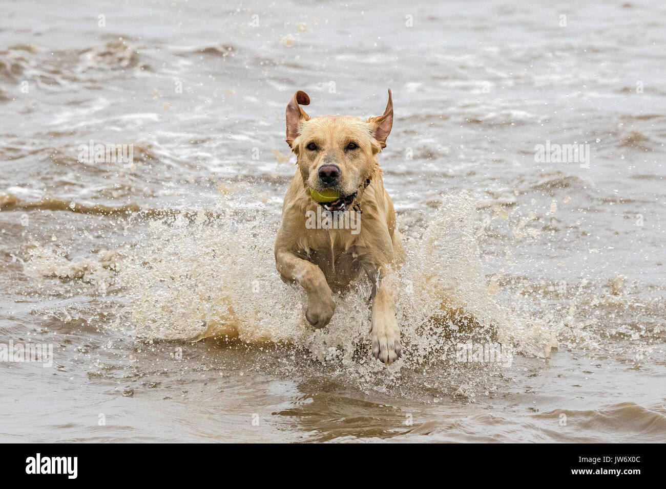 a dog dogs golden labrador swimming splash splashing sea water wet ...