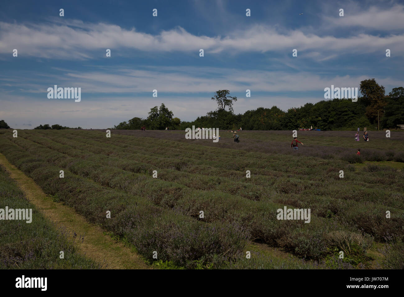 Banstead, UK. 11th Aug, 2017. People enjoy Mayfield Lavender Fields in ...