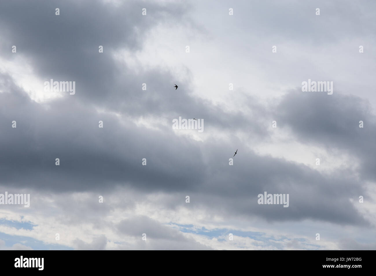 Swifts in flight hi-res stock photography and images - Alamy