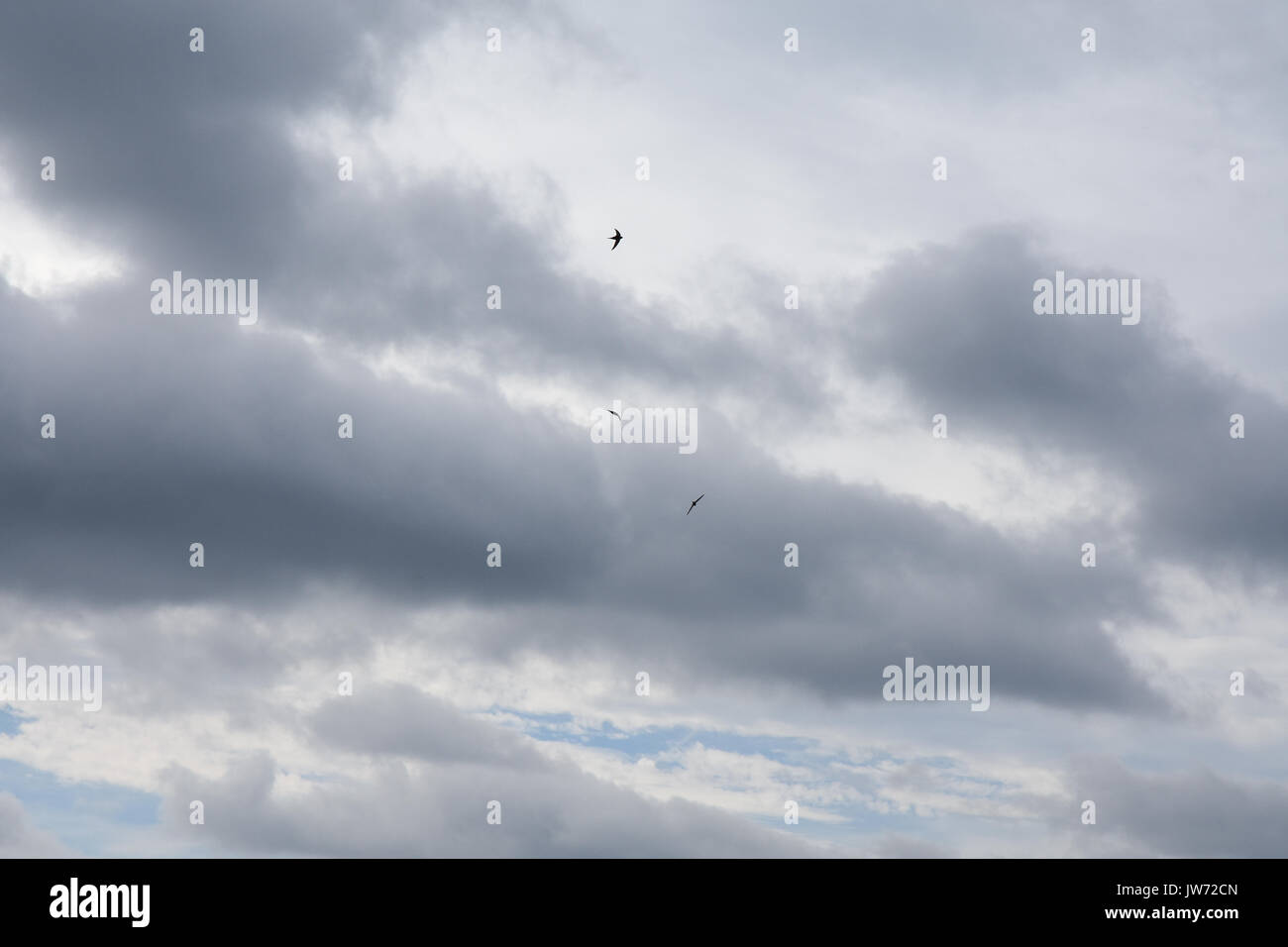 Swifts in flight hi-res stock photography and images - Alamy