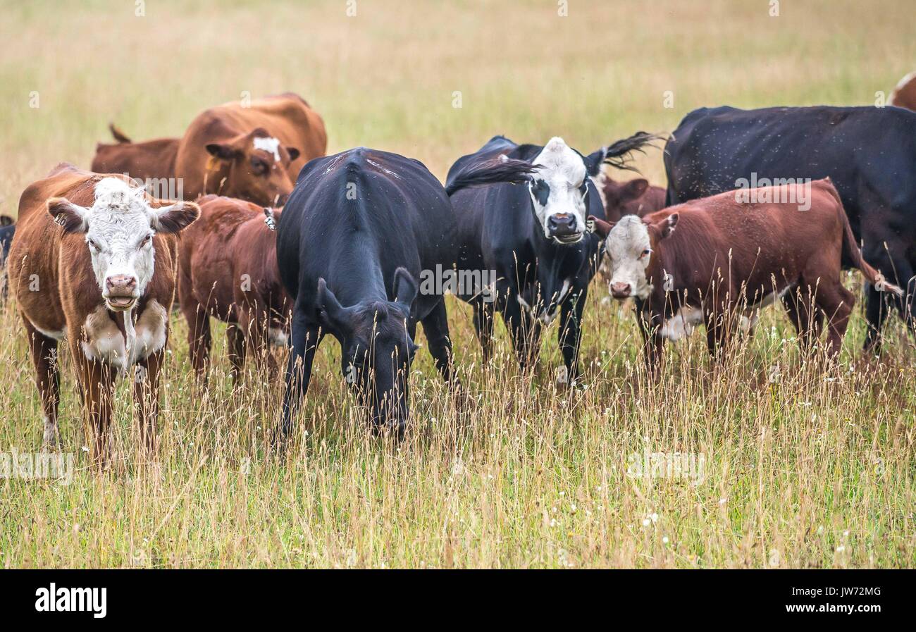 S mi farm hi-res stock photography and images - Alamy