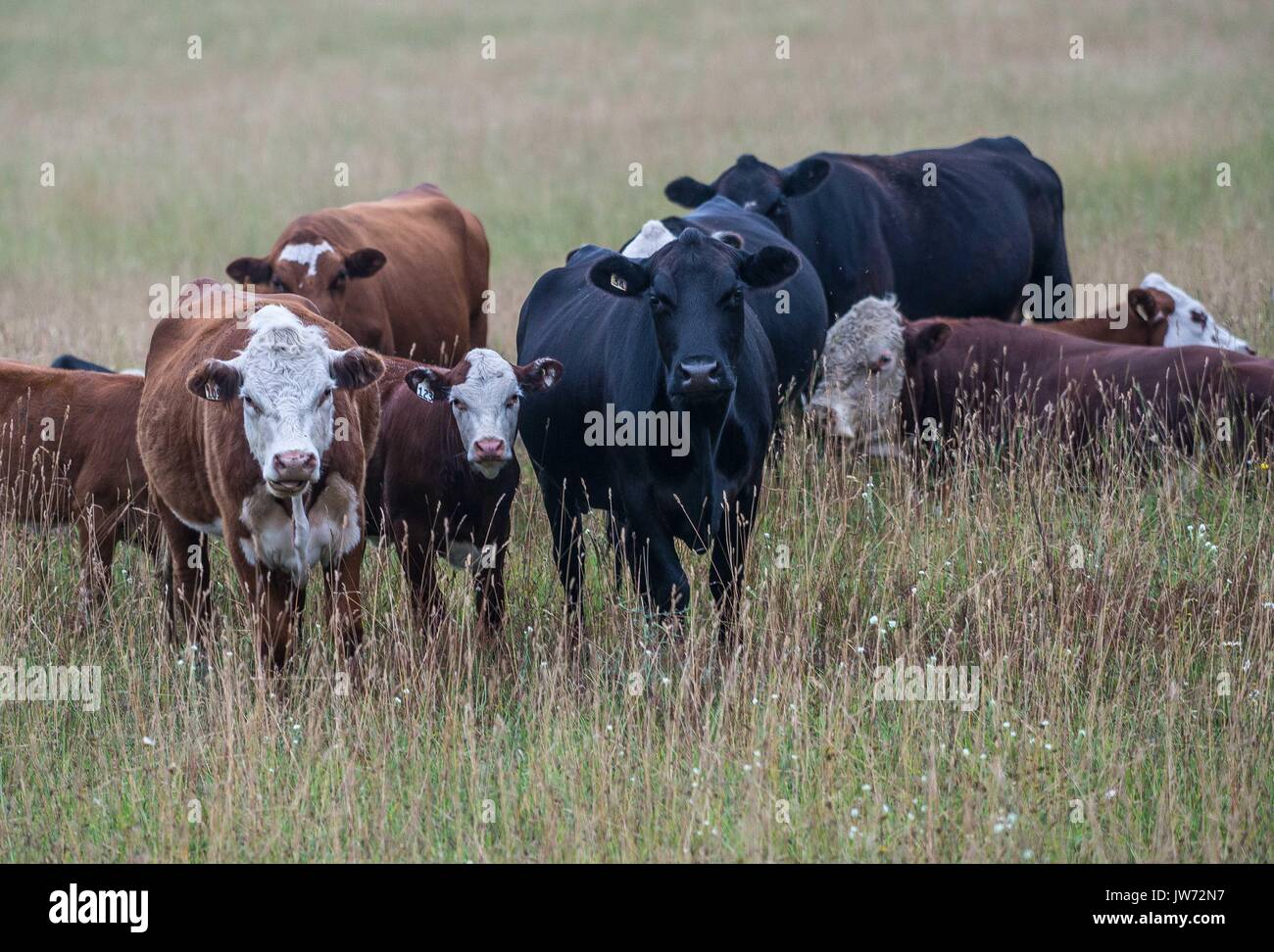 July 12, 2017 - Petoskey, MI, U.S - COWS AND CALVES look on curiously ...