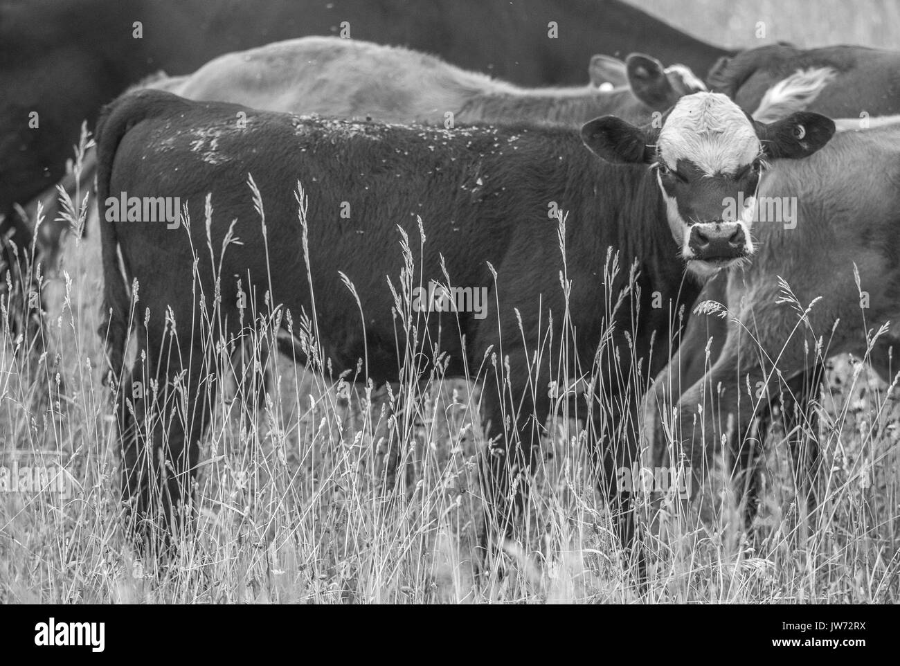 July 12, 2017 - Petoskey, MI, U.S - COWS AND CALVES look on curiously ...