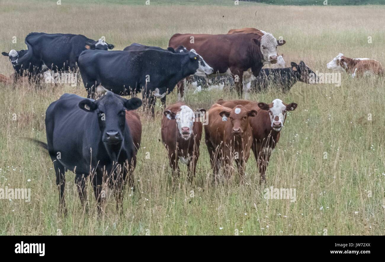 July 12, 2017 - Petoskey, MI, U.S - COWS AND CALVES look on curiously ...