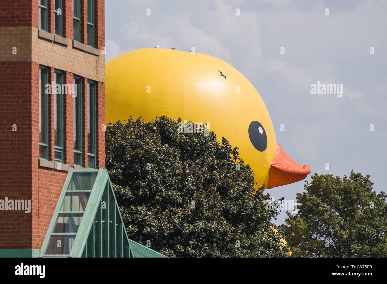 A giant inflatable rubber duck hi-res stock photography and images - Alamy