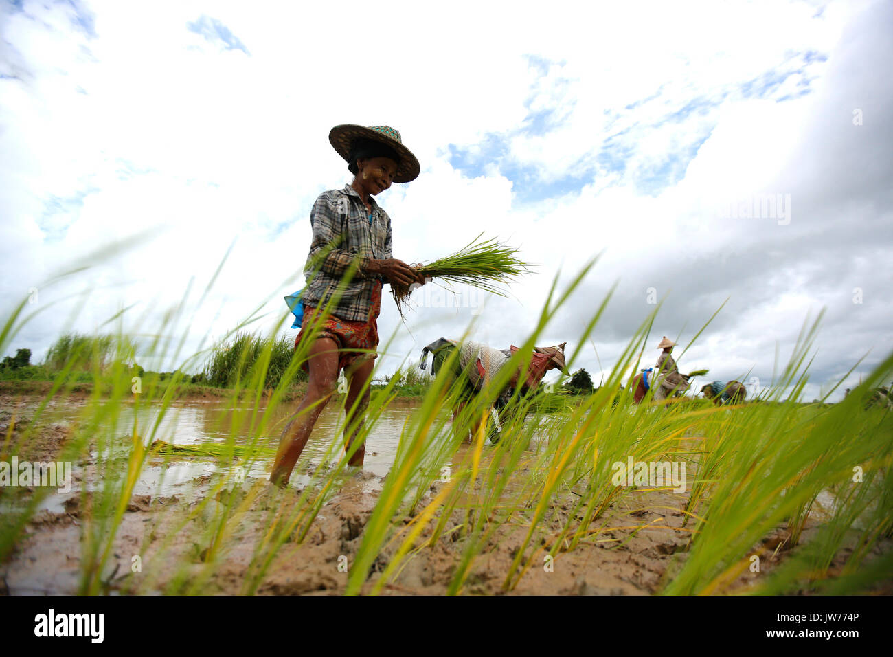 Bago, Myanmar. 12th Aug, 2017. A farmer transplants rice seedlings in ...