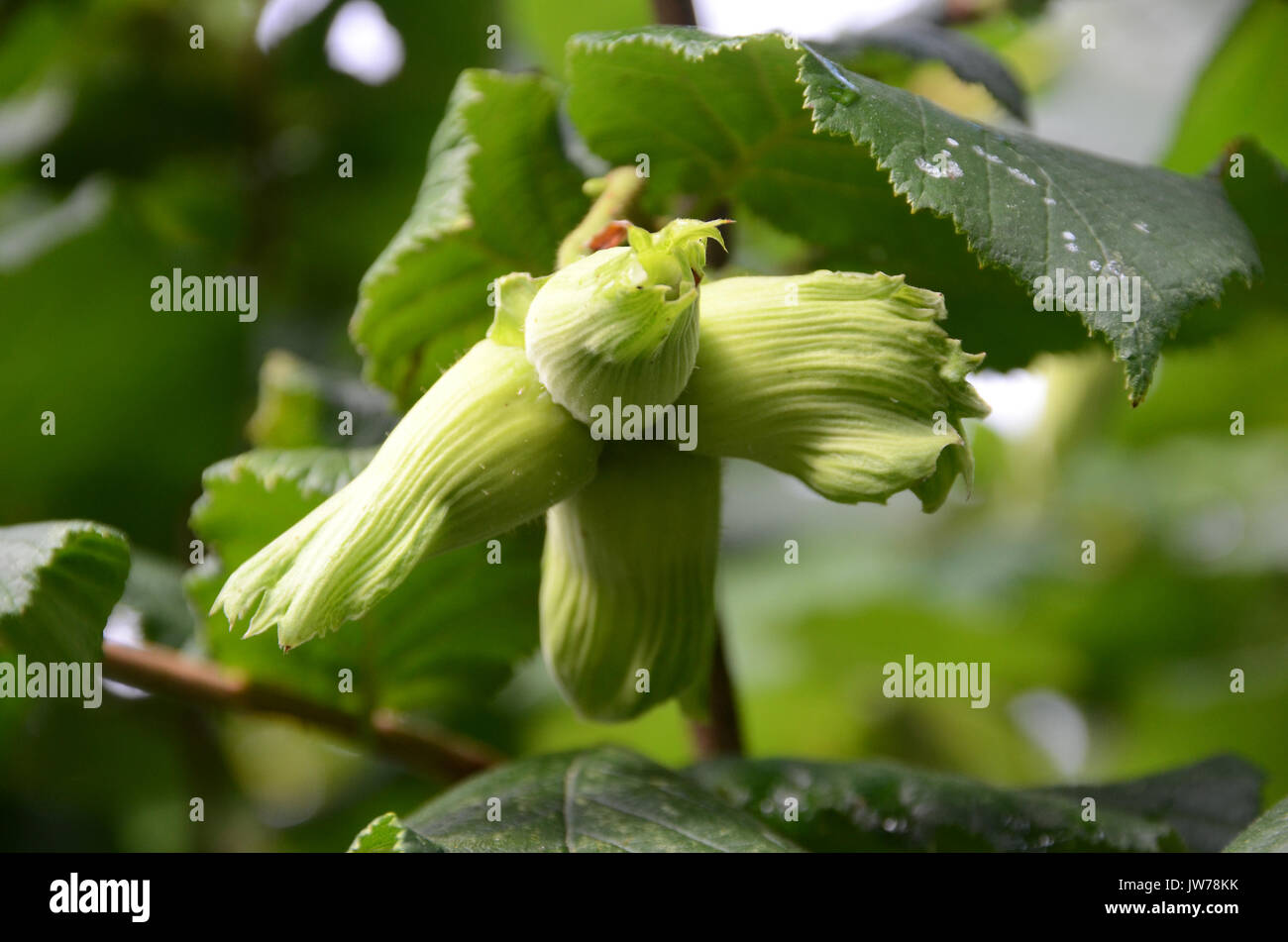 Cluster with green hazelnut on a tree Stock Photo - Alamy
