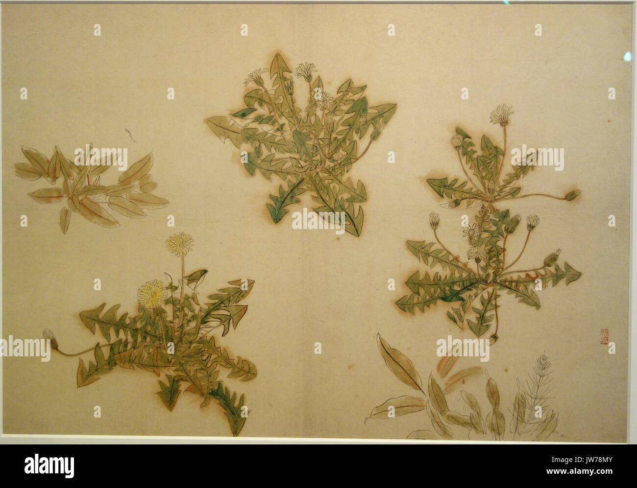 Sketch of Dandelions by Bakusen Tsuchida, c 1924, sumi and color on ...
