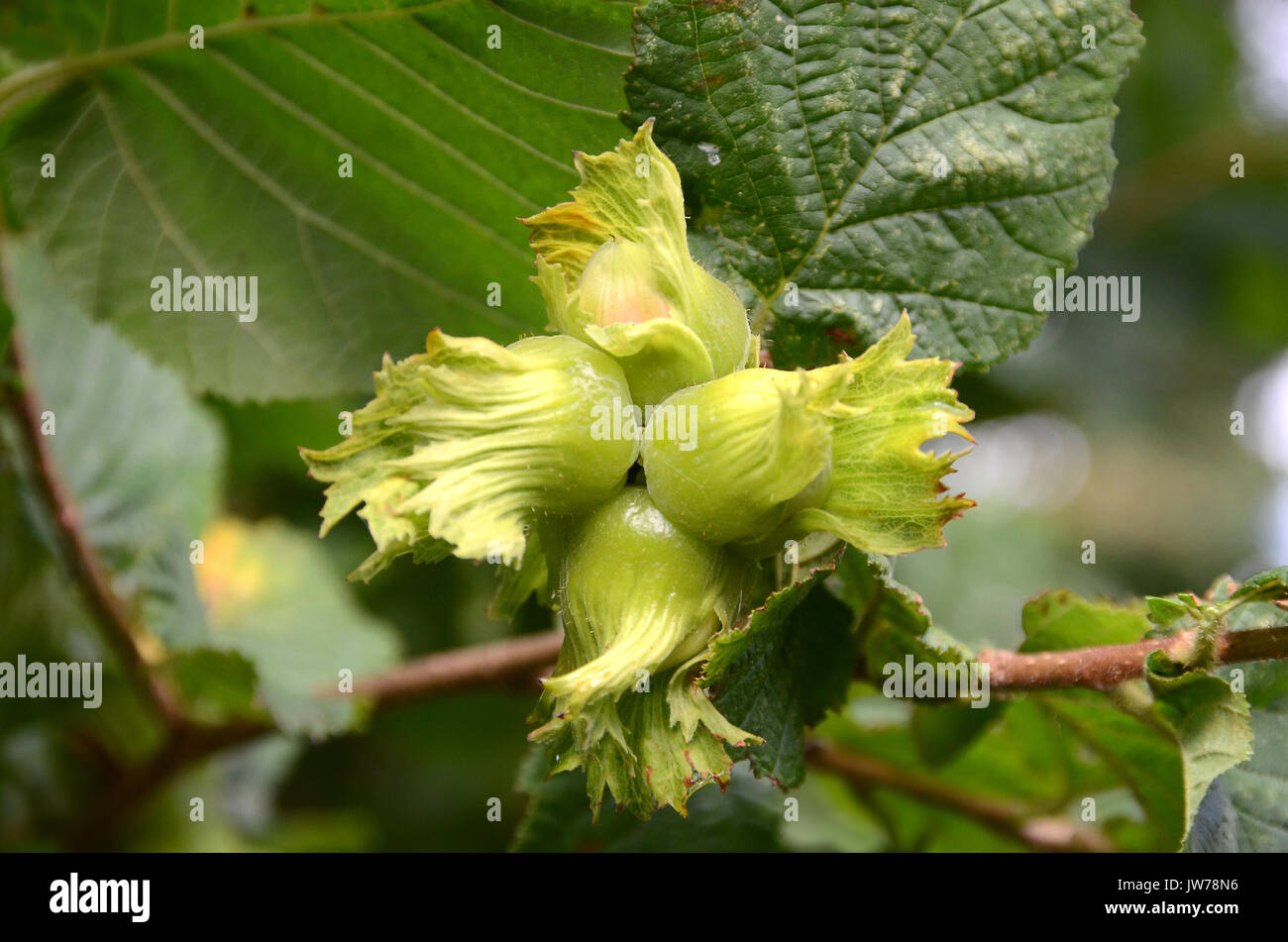 Cluster with green hazelnut on a tree Stock Photo - Alamy