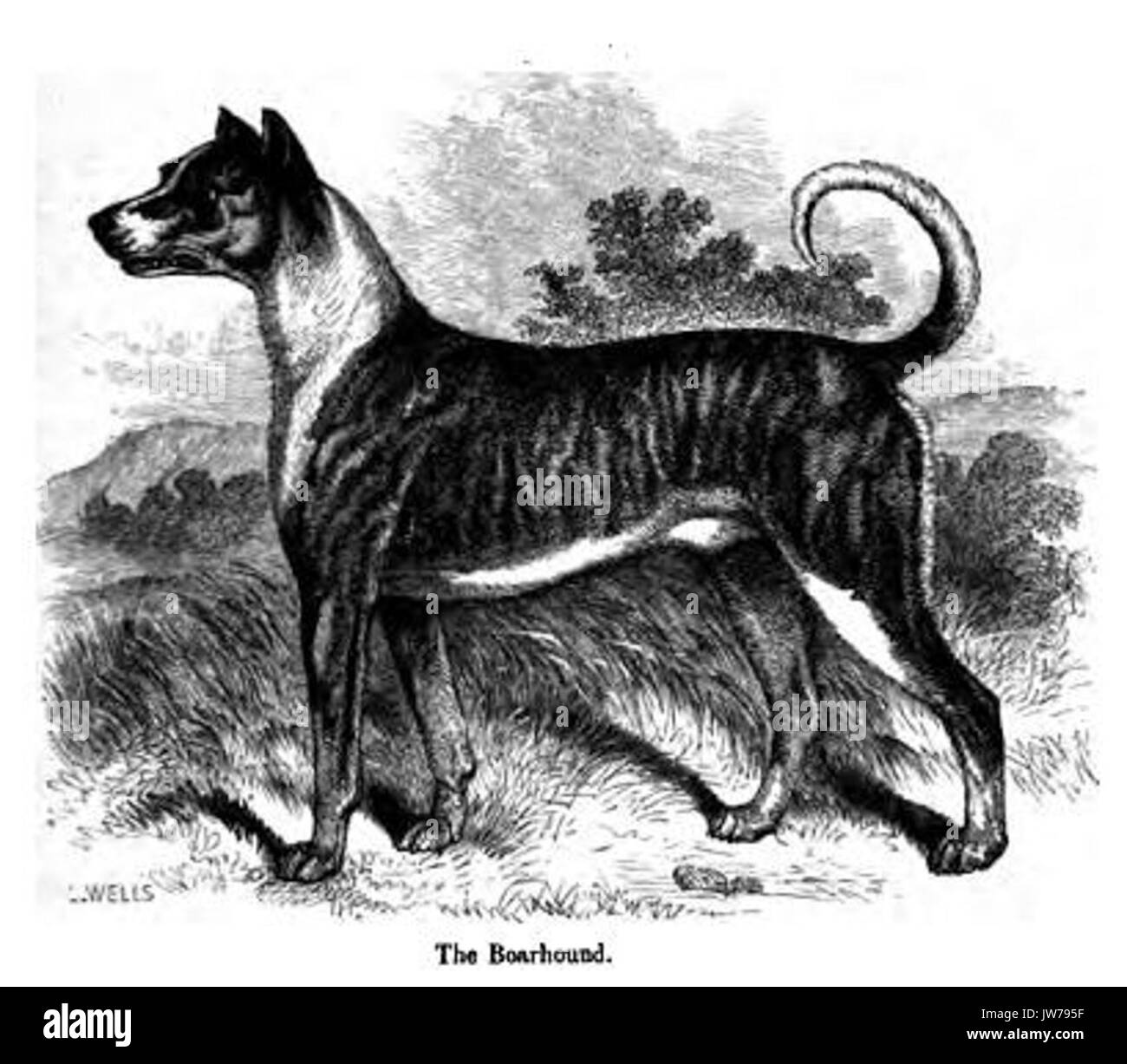 Boarhound hi-res stock photography and images - Alamy