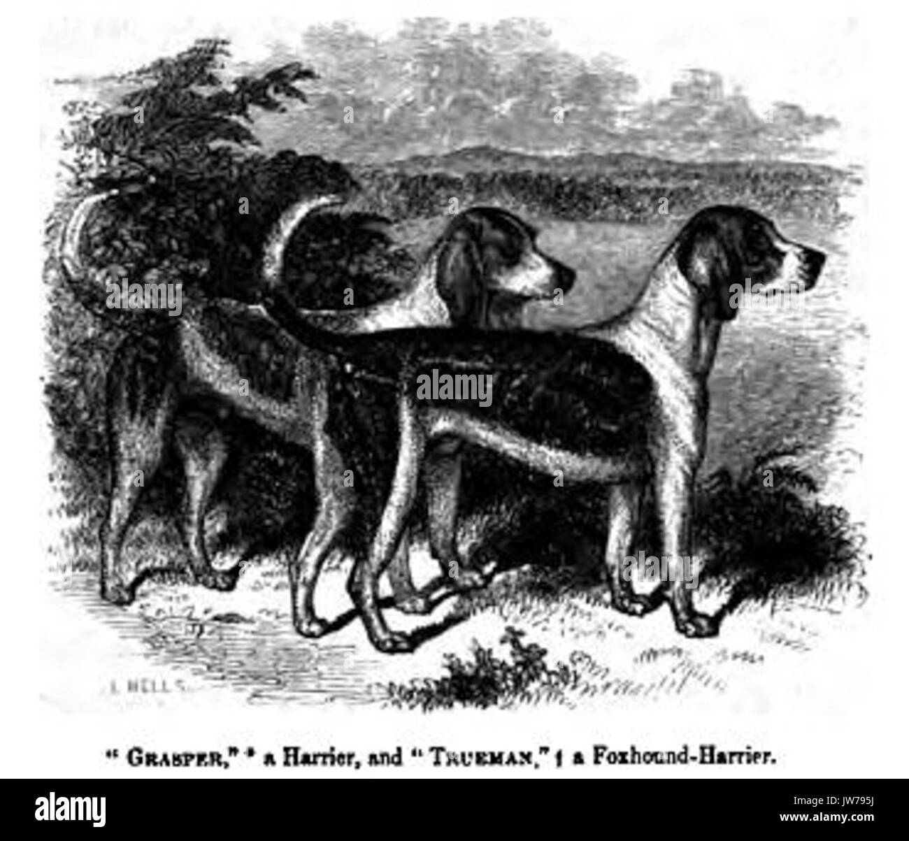 Harrier dog hi-res stock photography and images - Alamy