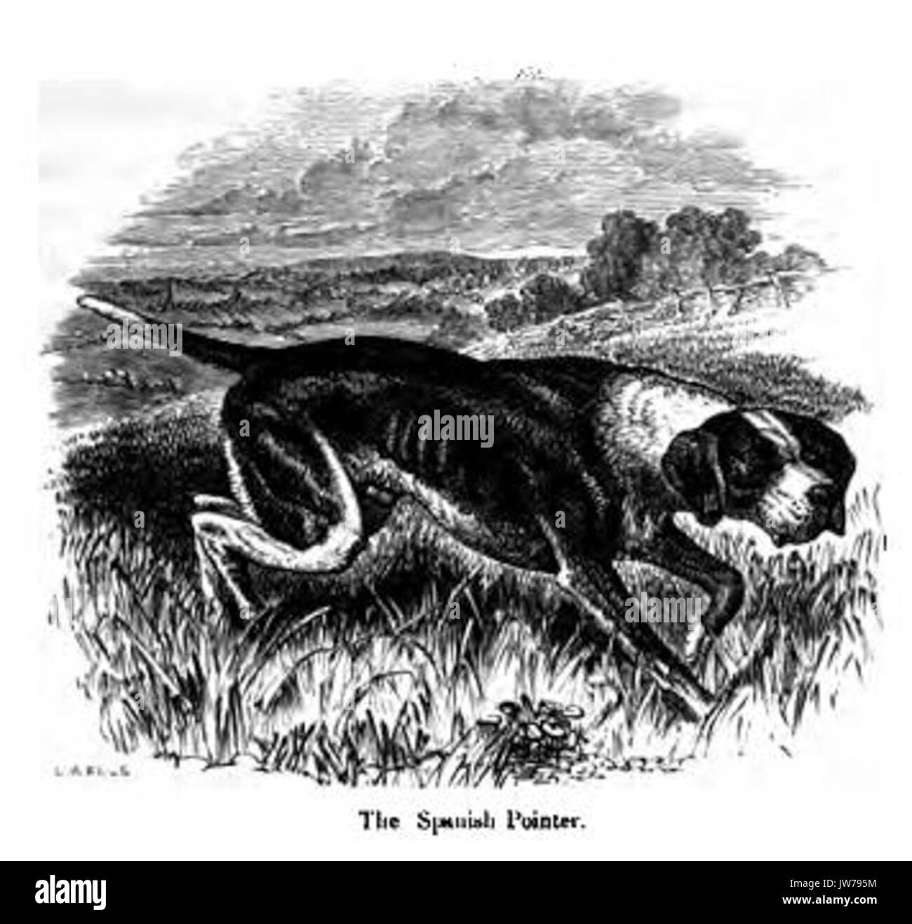 Old Spanish Pointer High Resolution Stock Photography and Images - Alamy