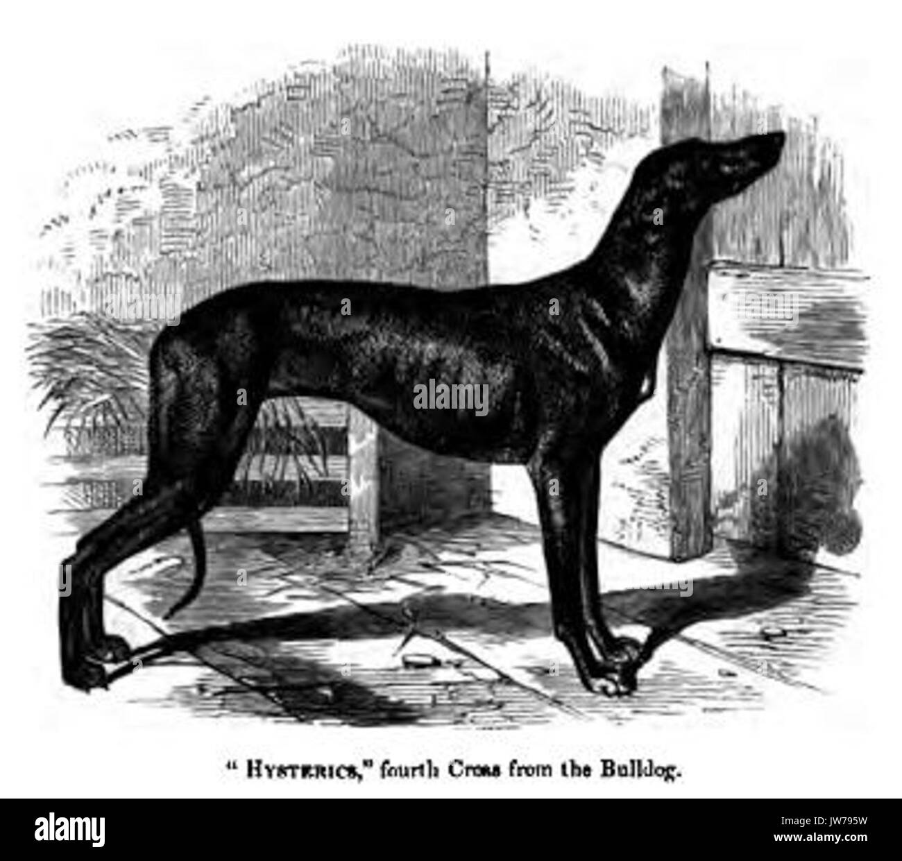 Bulldog training Black and White Stock Photos & Images - Alamy