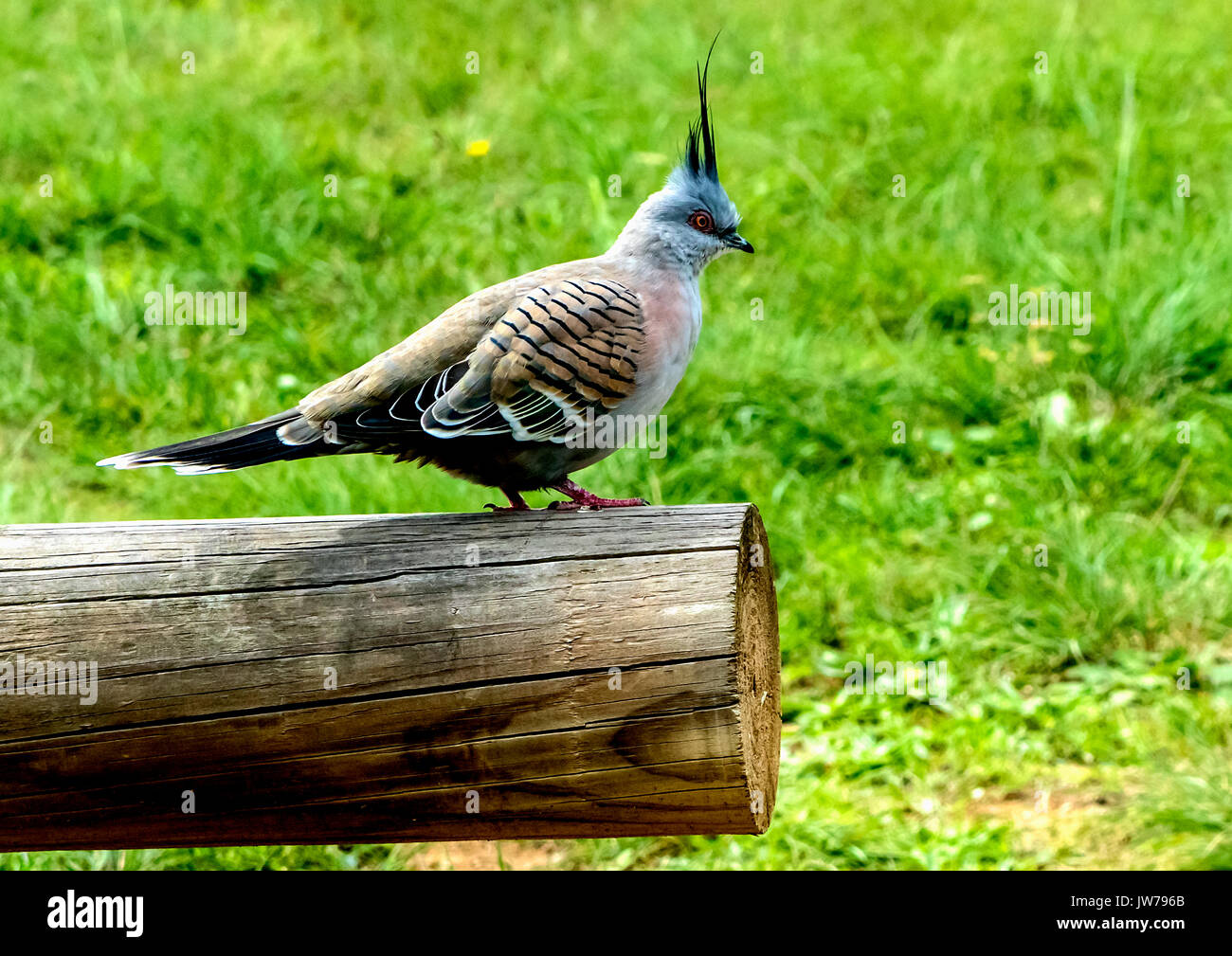 Australian native pigeon hi-res stock photography and images - Alamy