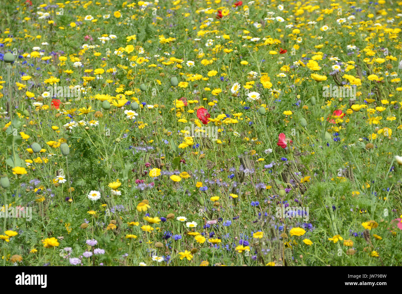 Flower field with assorted flowers on an ecologiic acre. These flowers ...