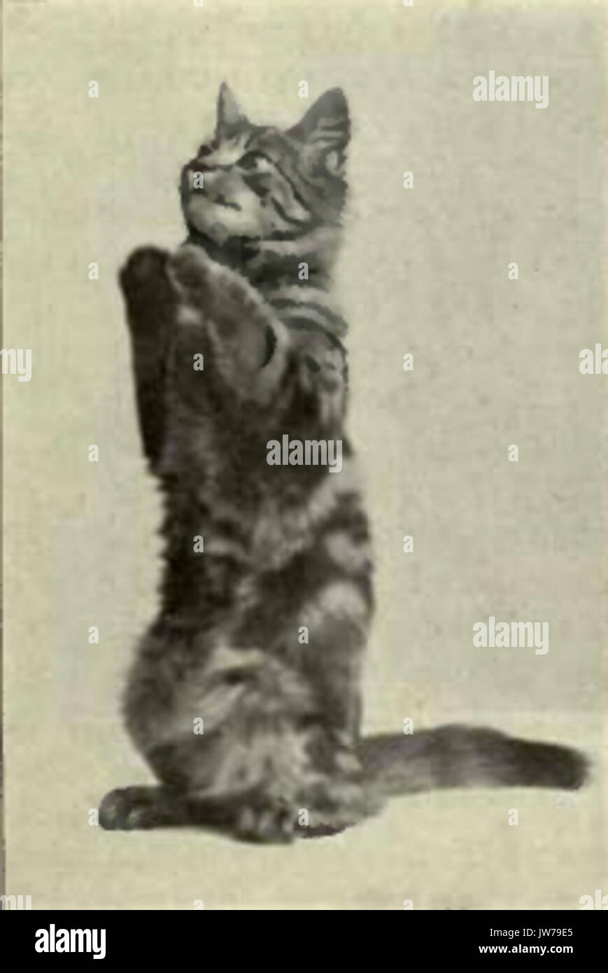 Cat body language hi-res stock photography and images - Alamy