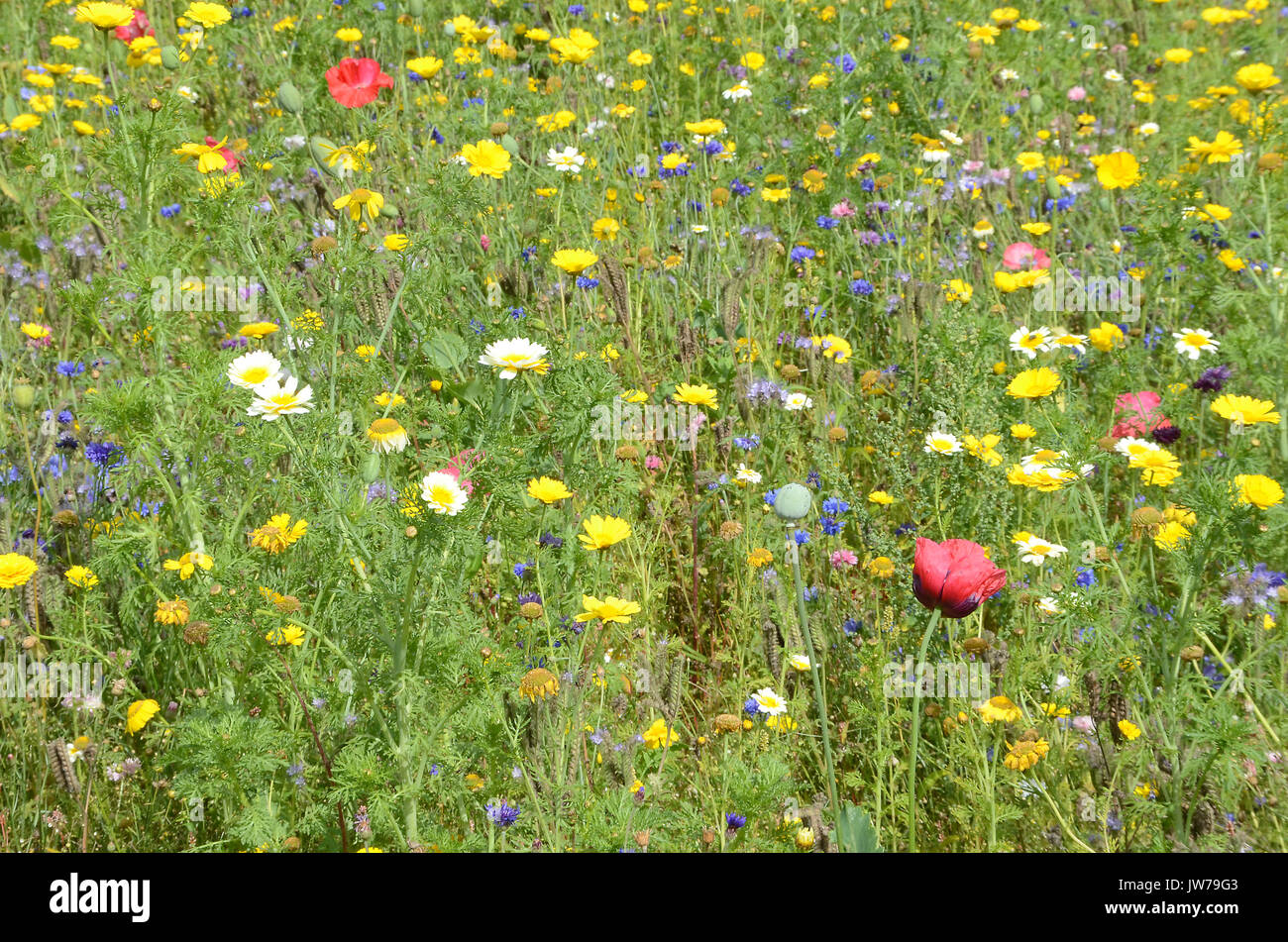 Flower field with assorted flowers on an ecologiic acre. These flowers ...