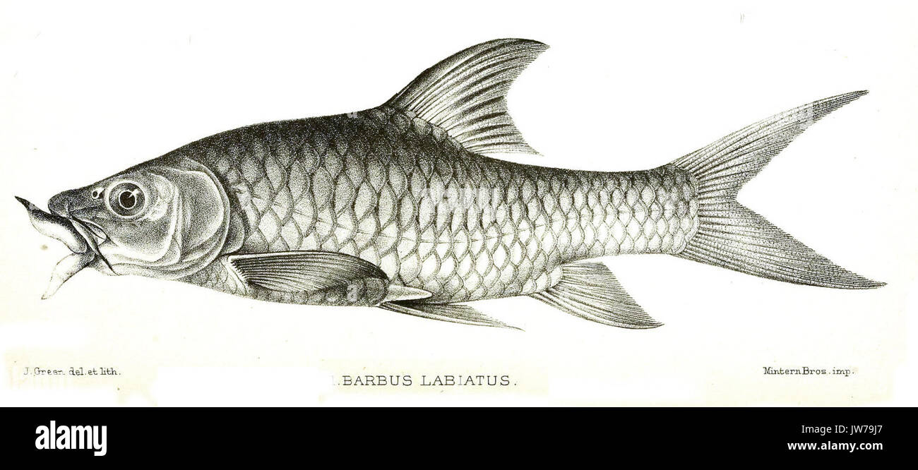 Barbus labiatus 1902 Stock Photo - Alamy