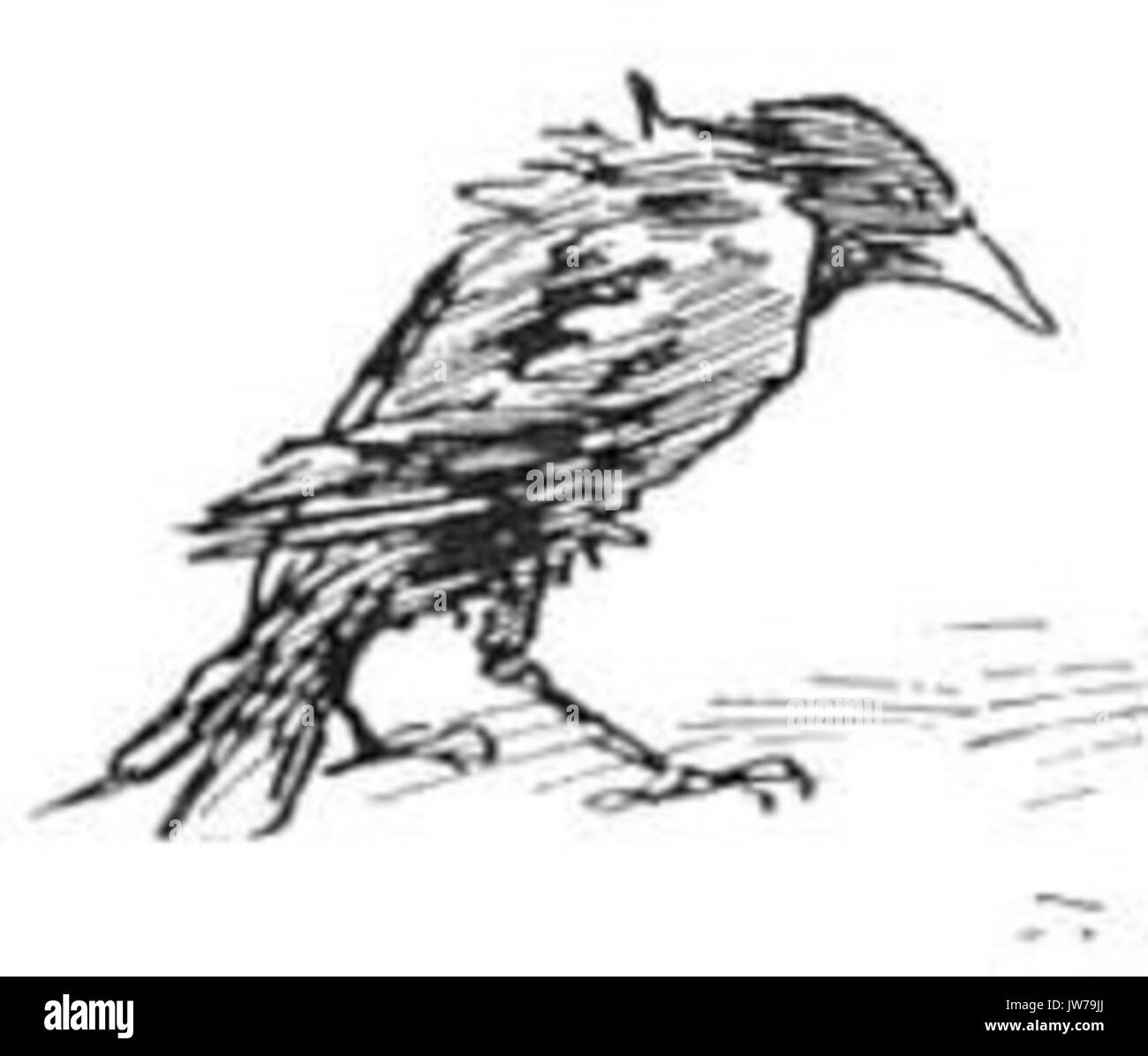 Bird animal figure black Black and White Stock Photos & Images - Alamy