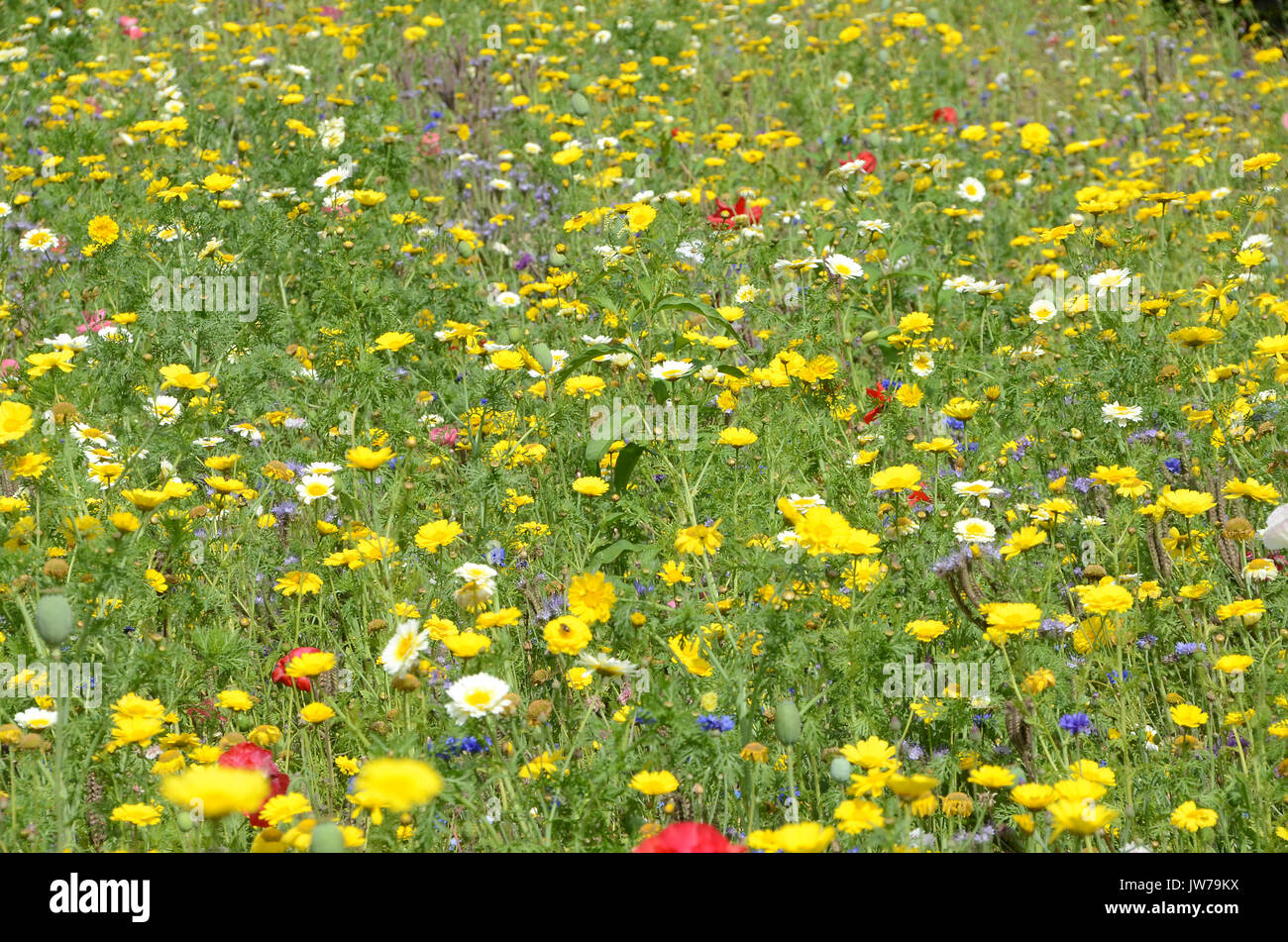Flower field with assorted flowers on an ecologiic acre. These flowers ...