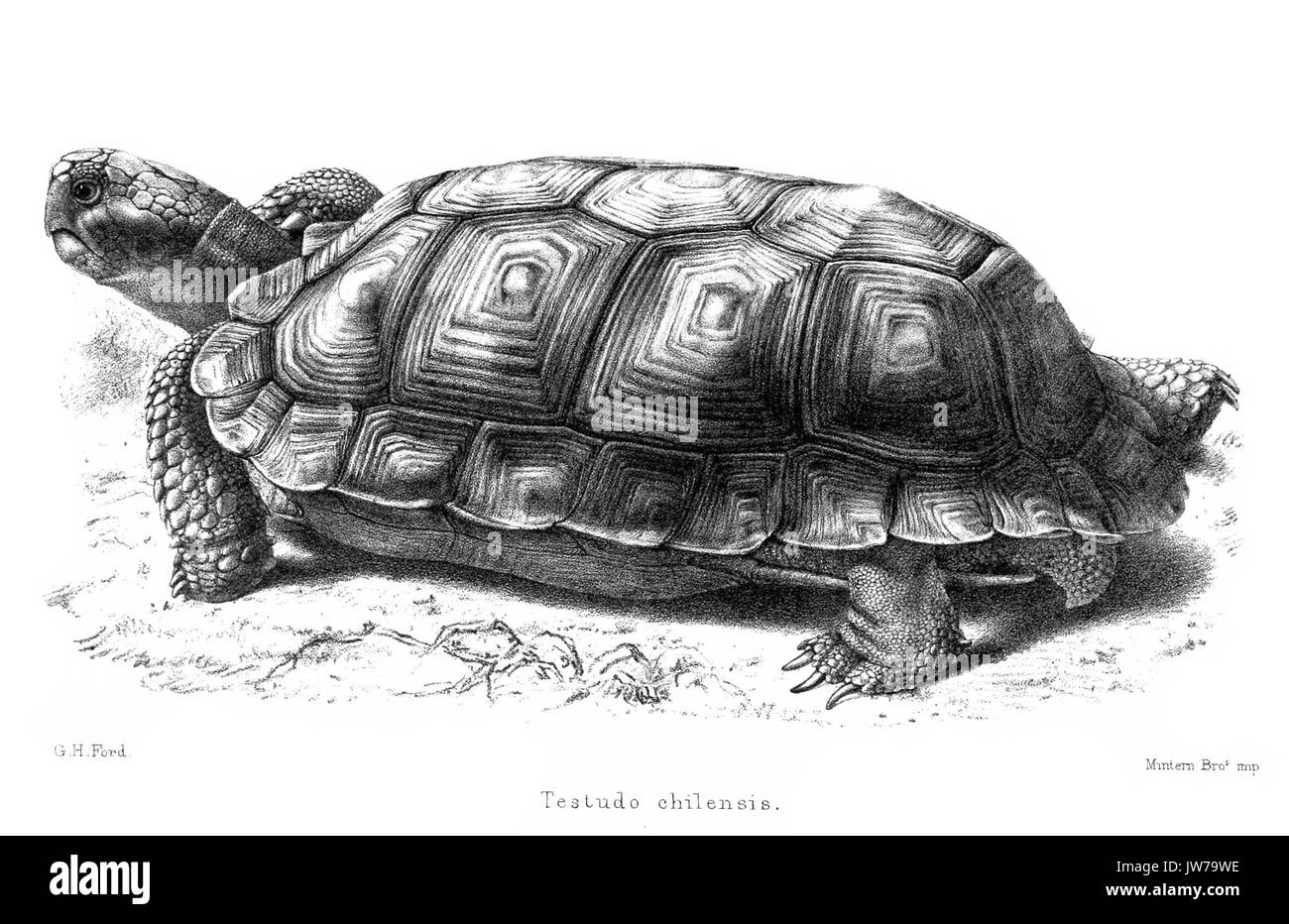 Chelonoidis chilensis Cut Out Stock Images & Pictures - Alamy