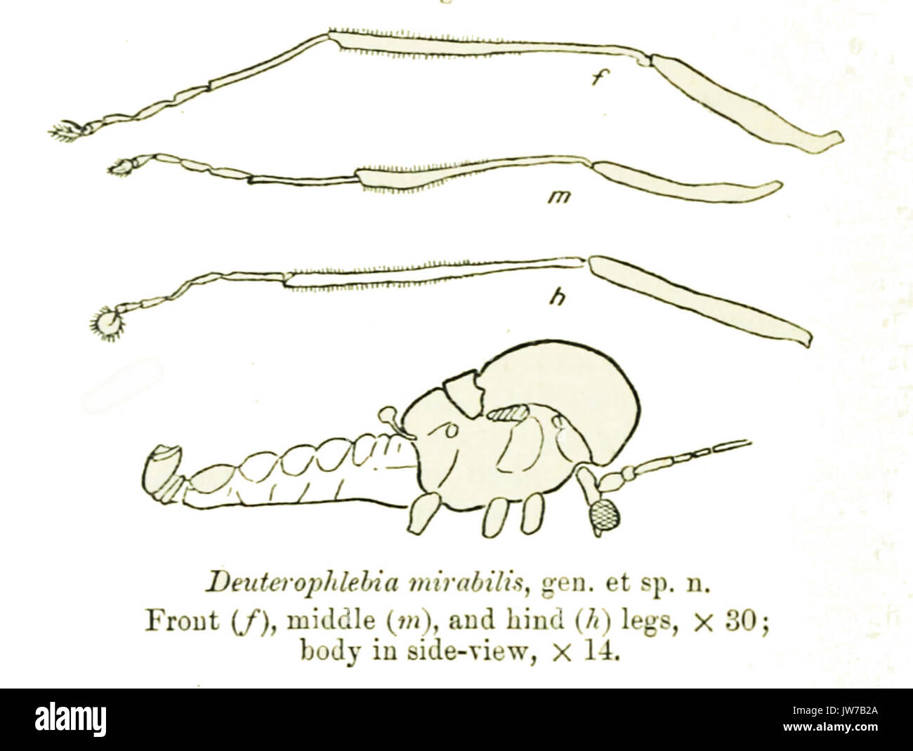 Unique leg structure hi-res stock photography and images - Alamy