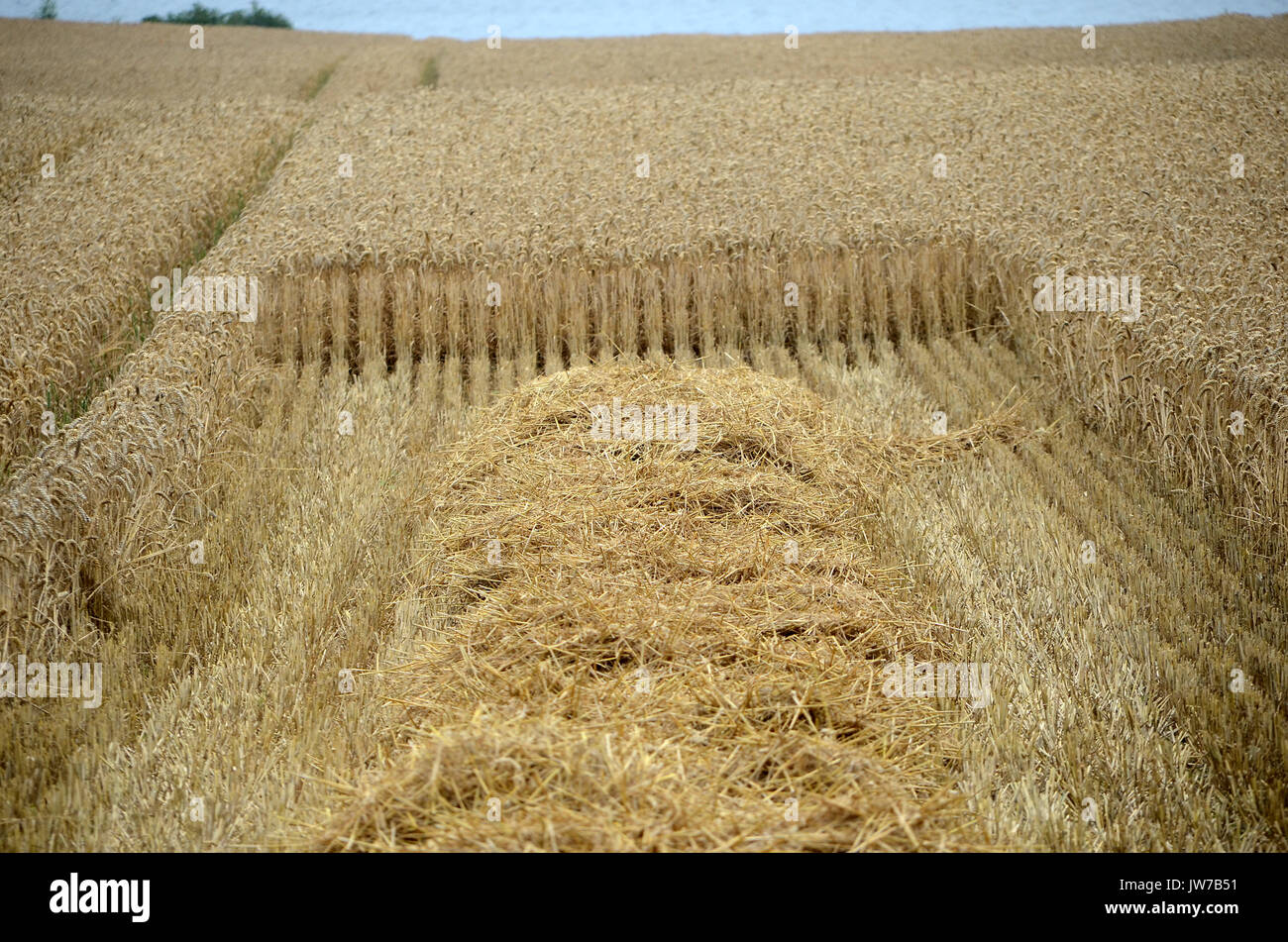Harvest test hi-res stock photography and images - Alamy