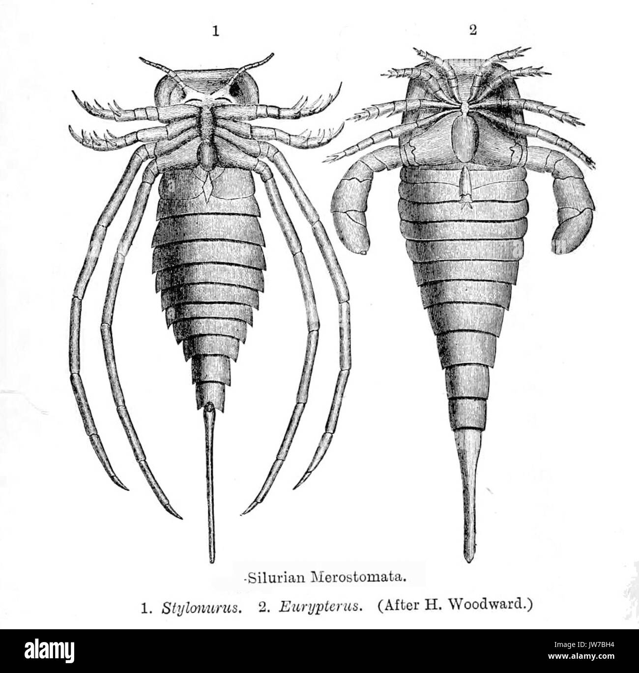 Eurypterids hi-res stock photography and images - Alamy