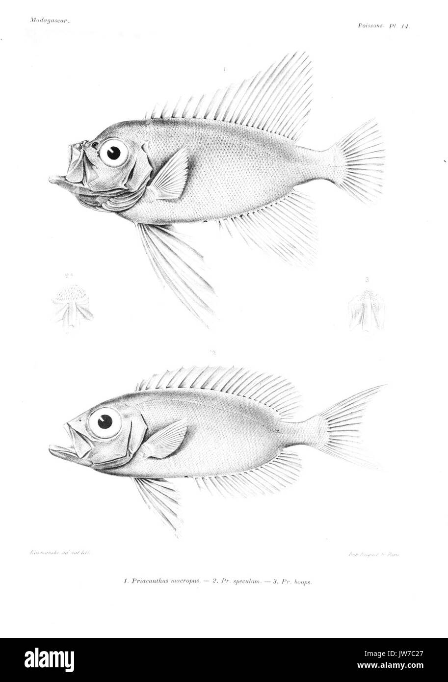 Native species of madagascar Black and White Stock Photos & Images - Alamy