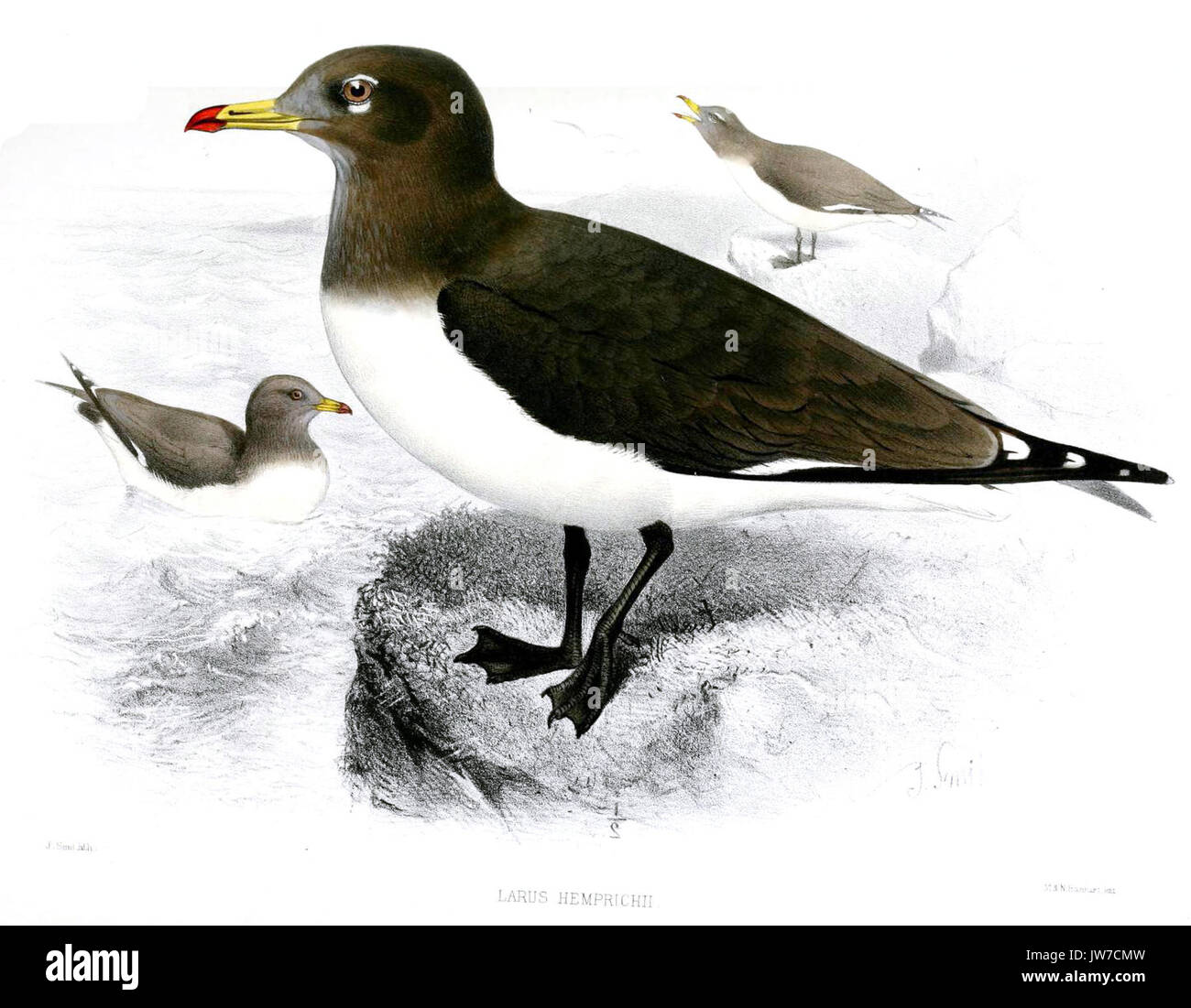 African gulls Cut Out Stock Images & Pictures - Alamy
