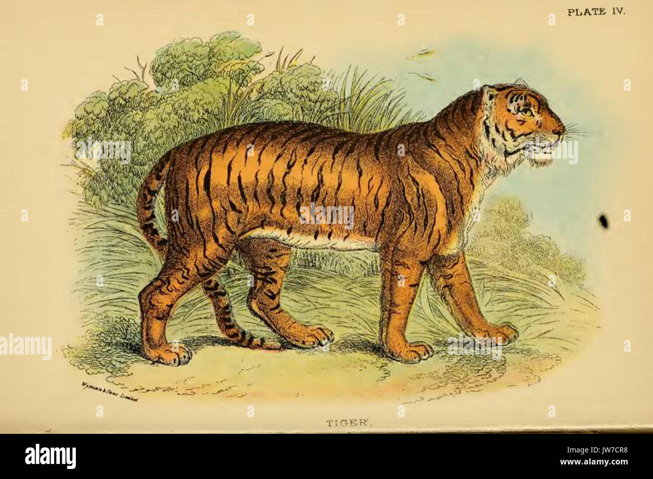 Vintage Tiger Drawing