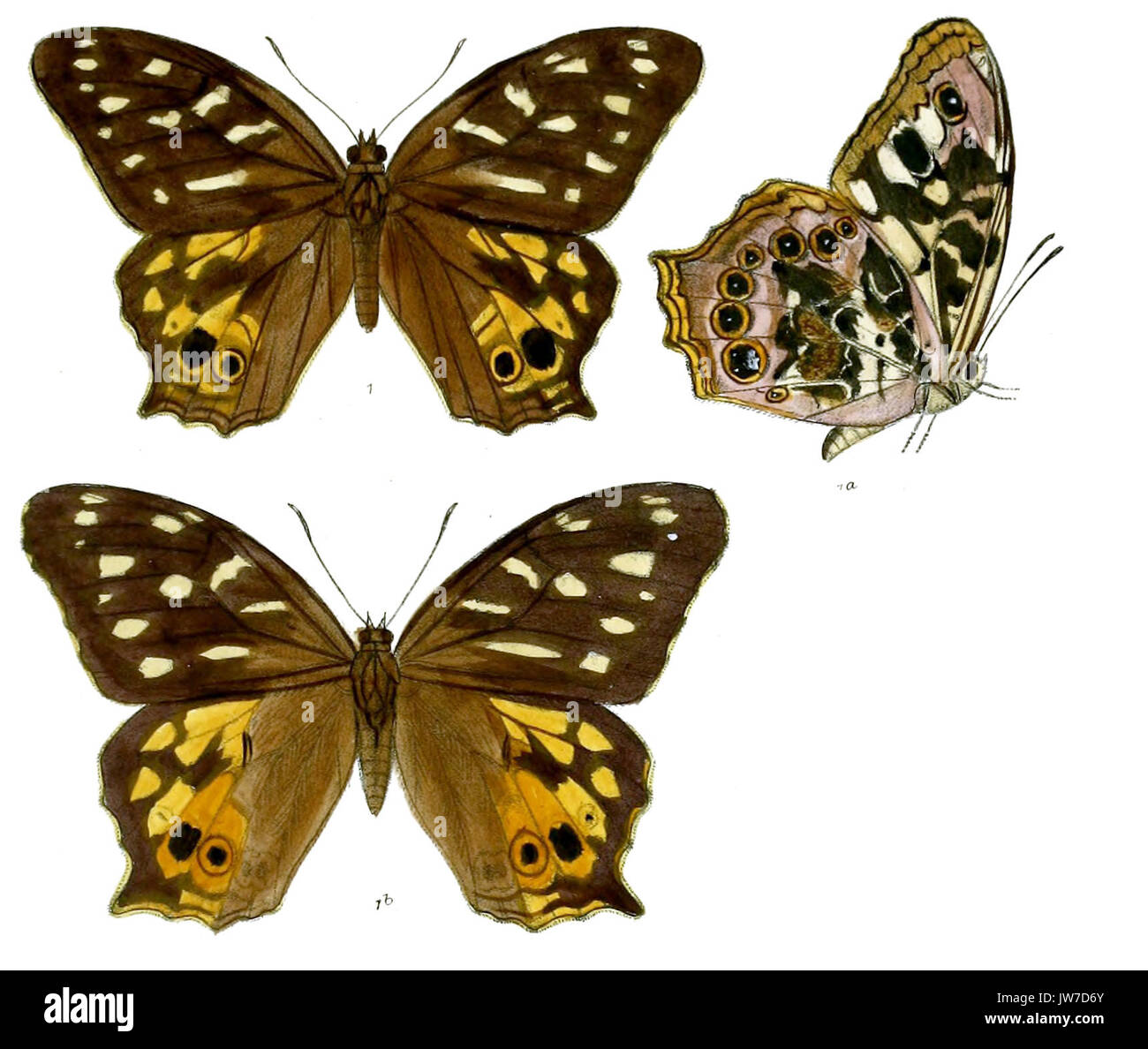 Neope hi-res stock photography and images - Alamy