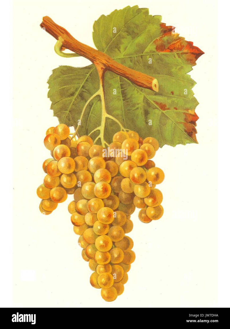 Petit manseng hi-res stock photography and images - Alamy