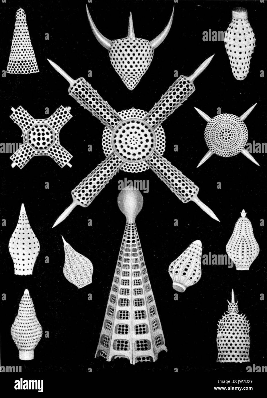 Radiolaria hi-res stock photography and images - Alamy