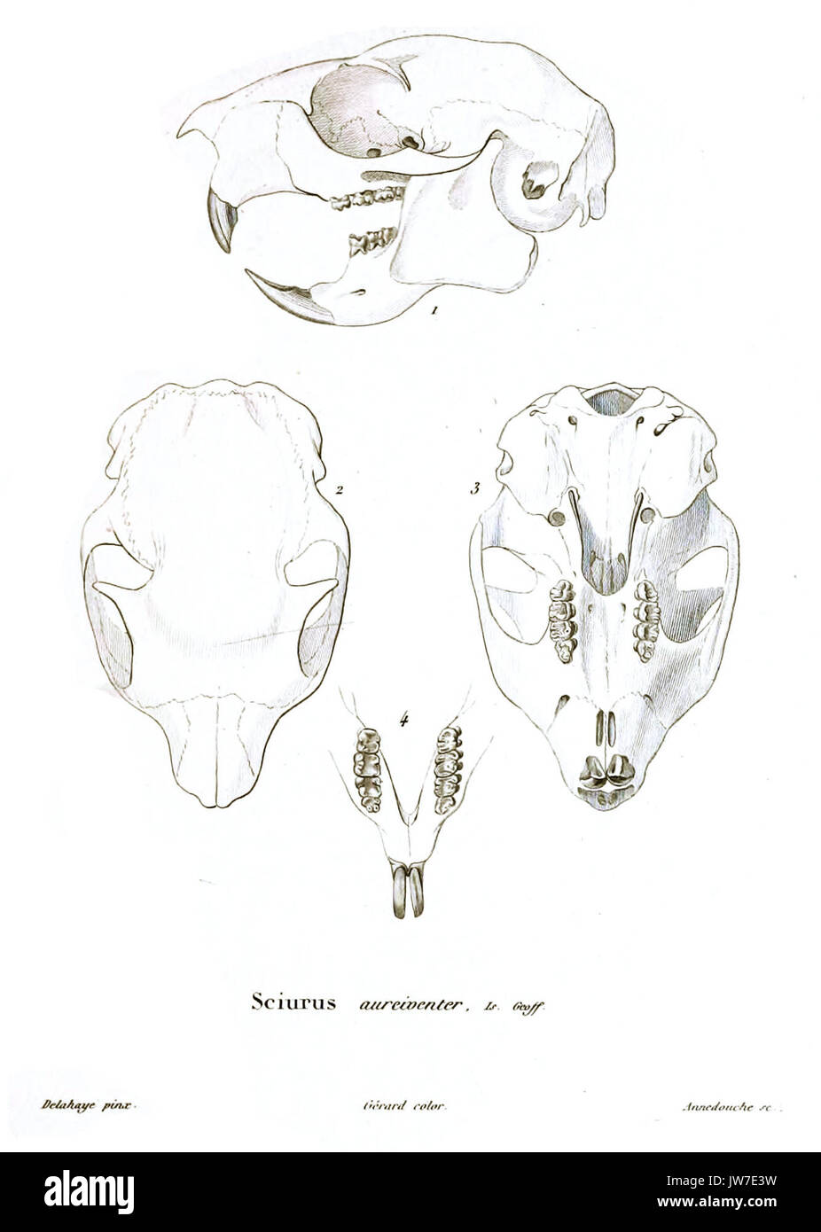 Squirrel skull Cut Out Stock Images & Pictures - Alamy