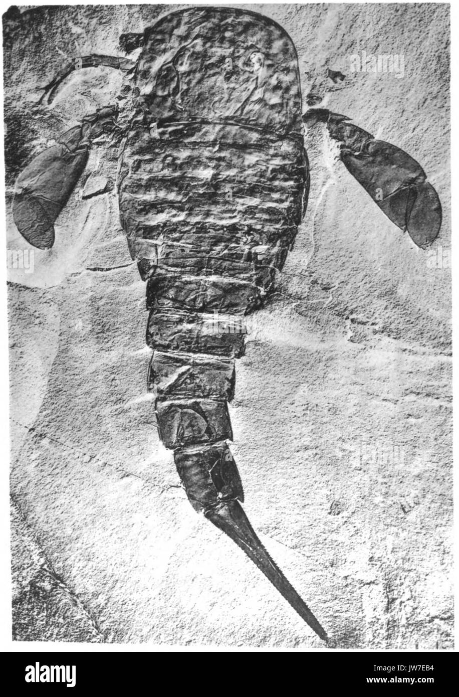 The Eurypterida of New York plate 9 Stock Photo - Alamy