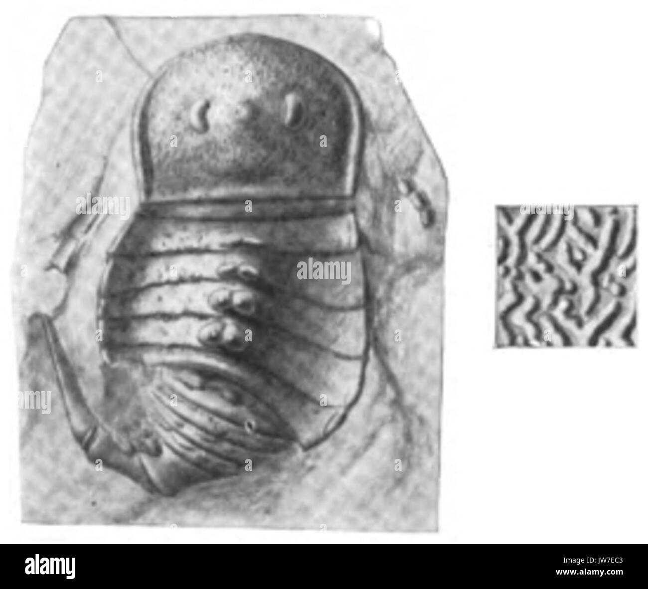The Eurypterida of New York figure 42 Stock Photo - Alamy